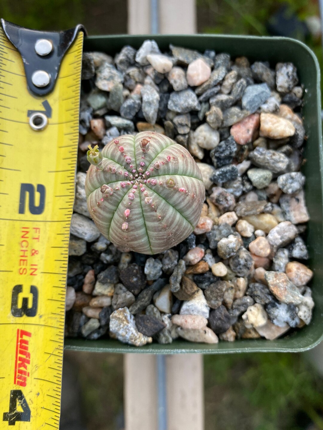Baseball Euphorbia Obesa - Etsy