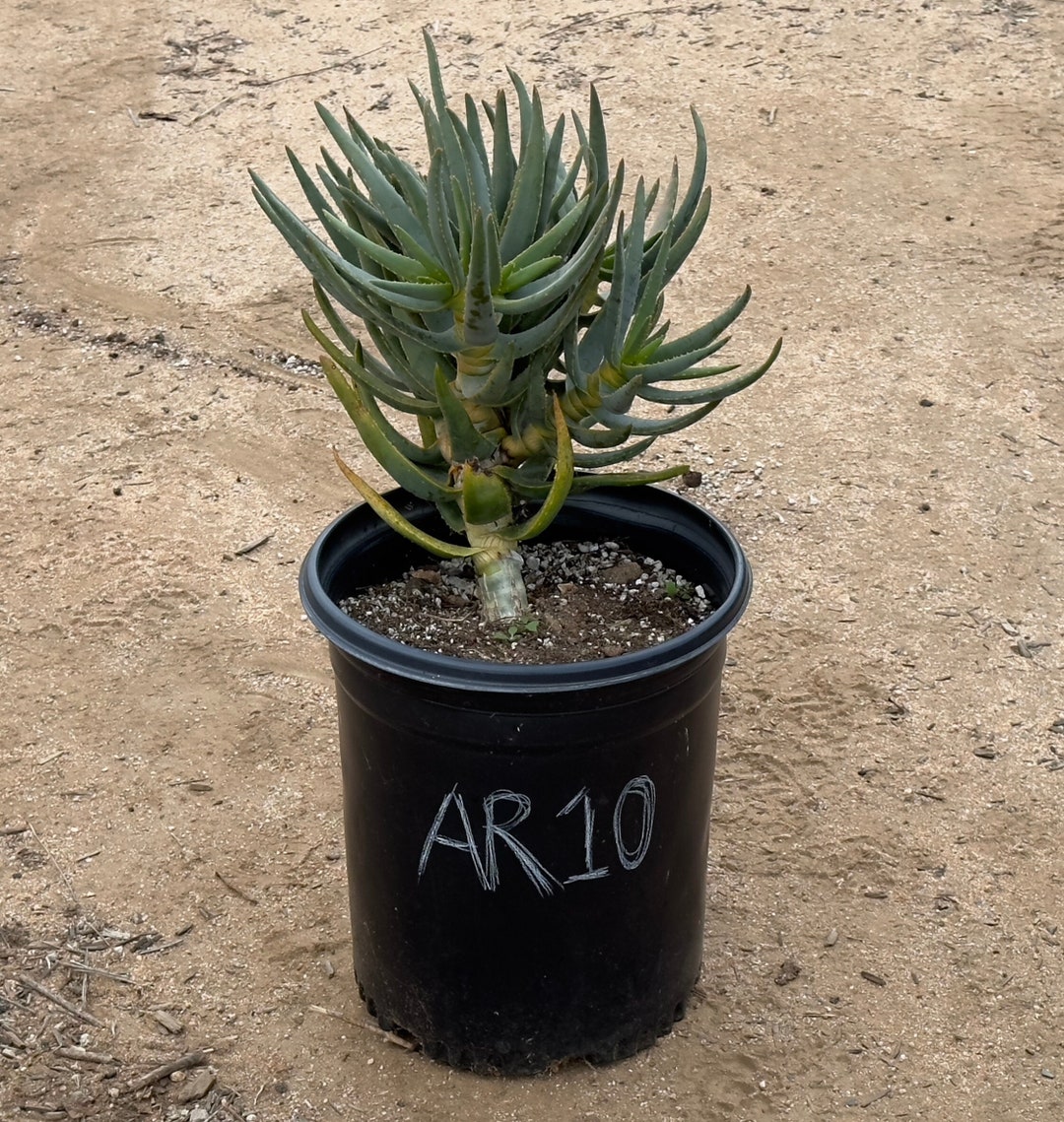 Aloe Ramosissimum Large Form Maiden's Quiver Tree AR10 - Etsy