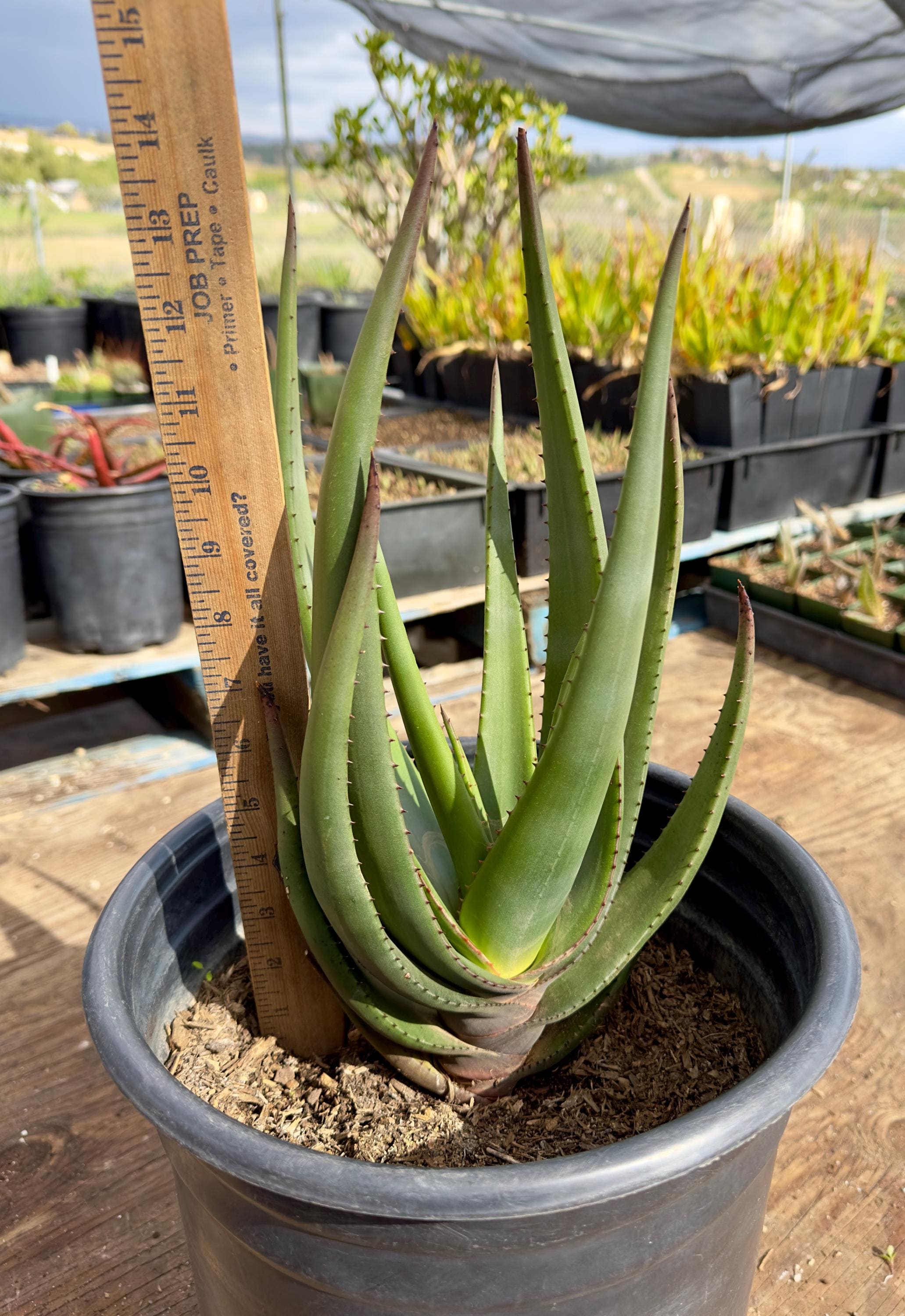 Aloe Wickensii EL2 - Etsy