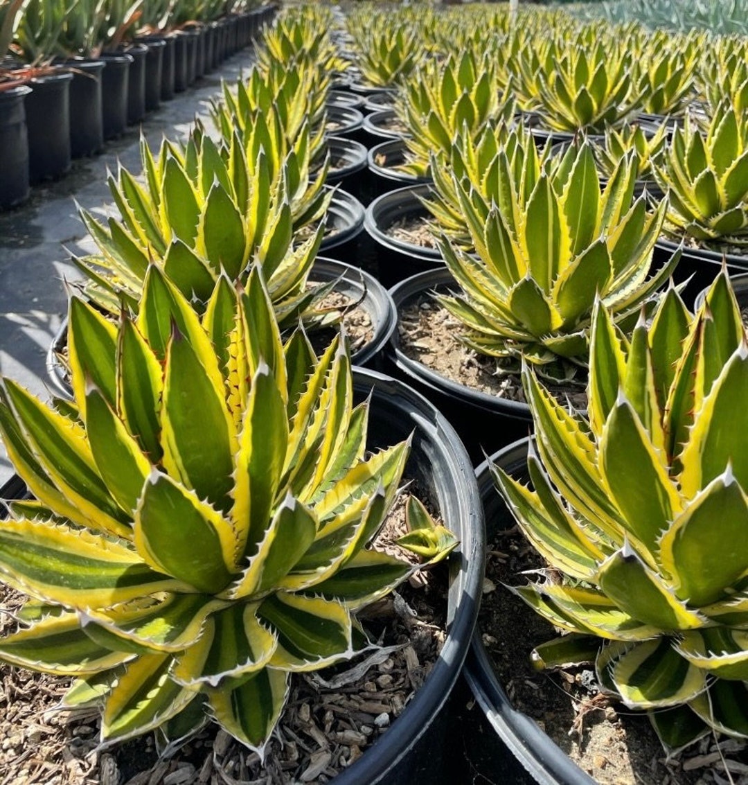 Agave 'quadricolor' Agave Lophantha 'quadricolor' 3 Gallon GN - Etsy