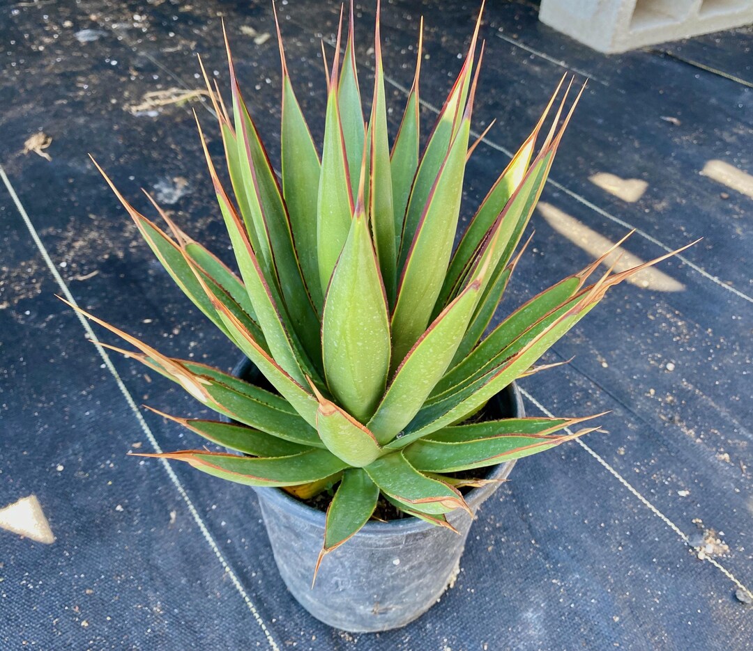 Agave 'blue Glow' - 1 Gallon - Etsy