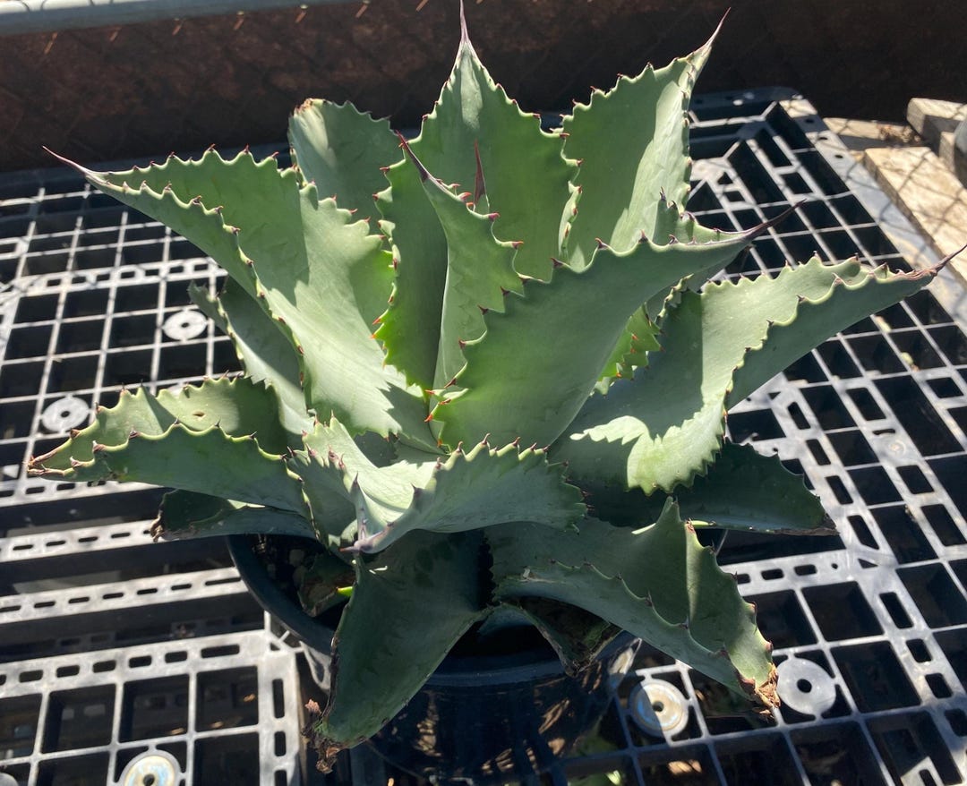 Mr Ripple Agave SH8 - Etsy