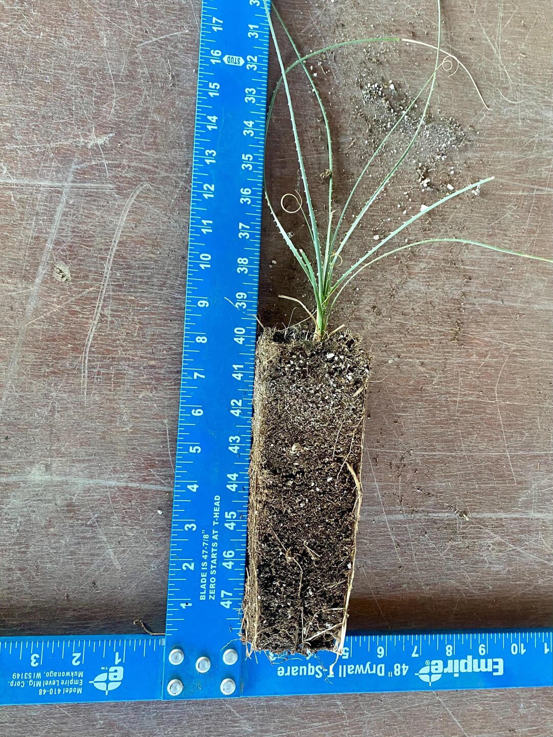 Blue Desert Spoon Yucca Set of 10 Plants - Dasylirion Wheeleri - Sotol ...