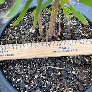 Leucospermum 'tango' 5 Gallon GN - Etsy