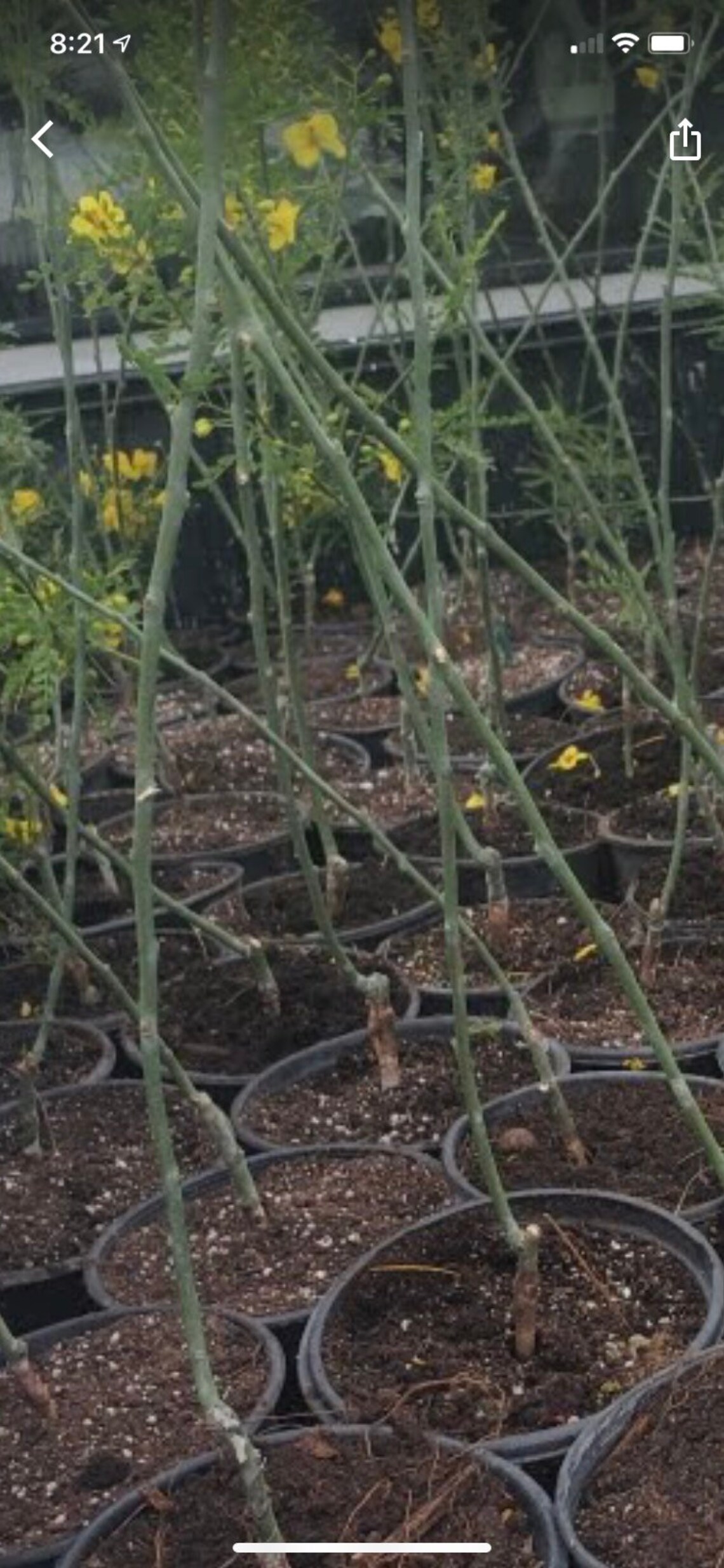 1 gallon Desert Museum Tree Thornless Palo Verde | Etsy