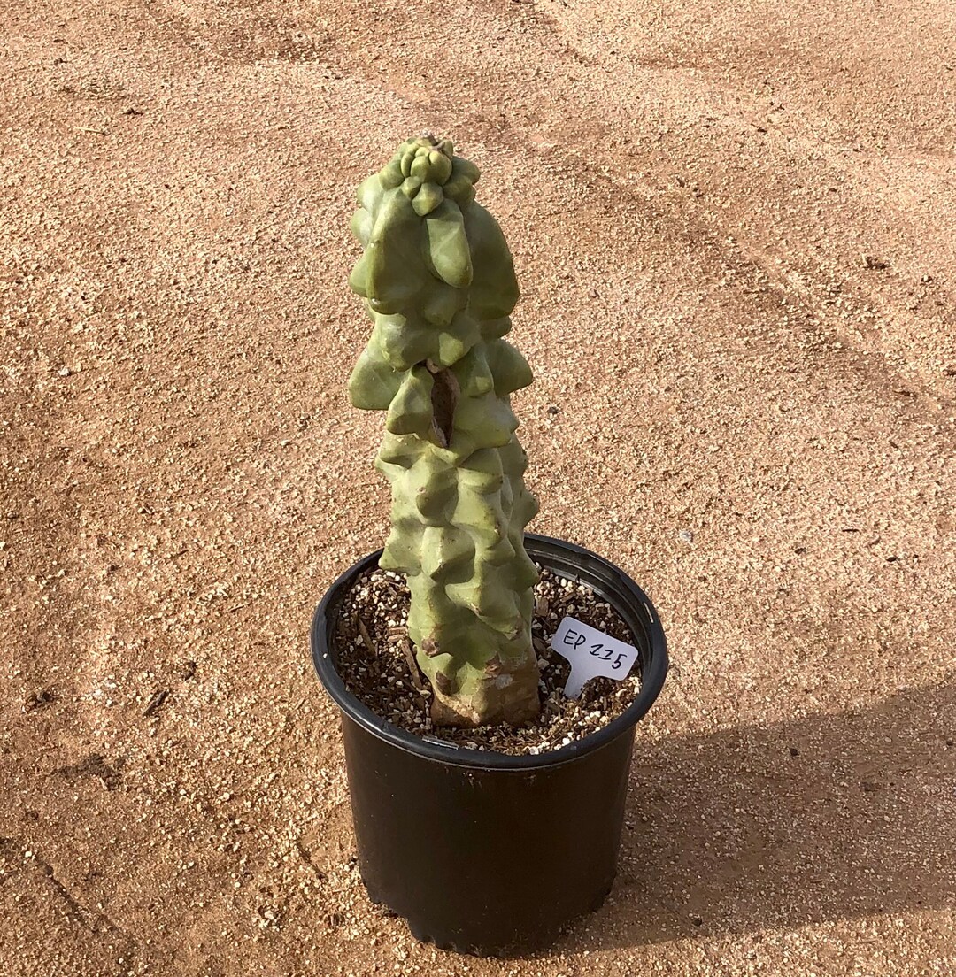 Totem Pole Cactus Pachycereus Schottii F. Monstrosus EP115 - Etsy