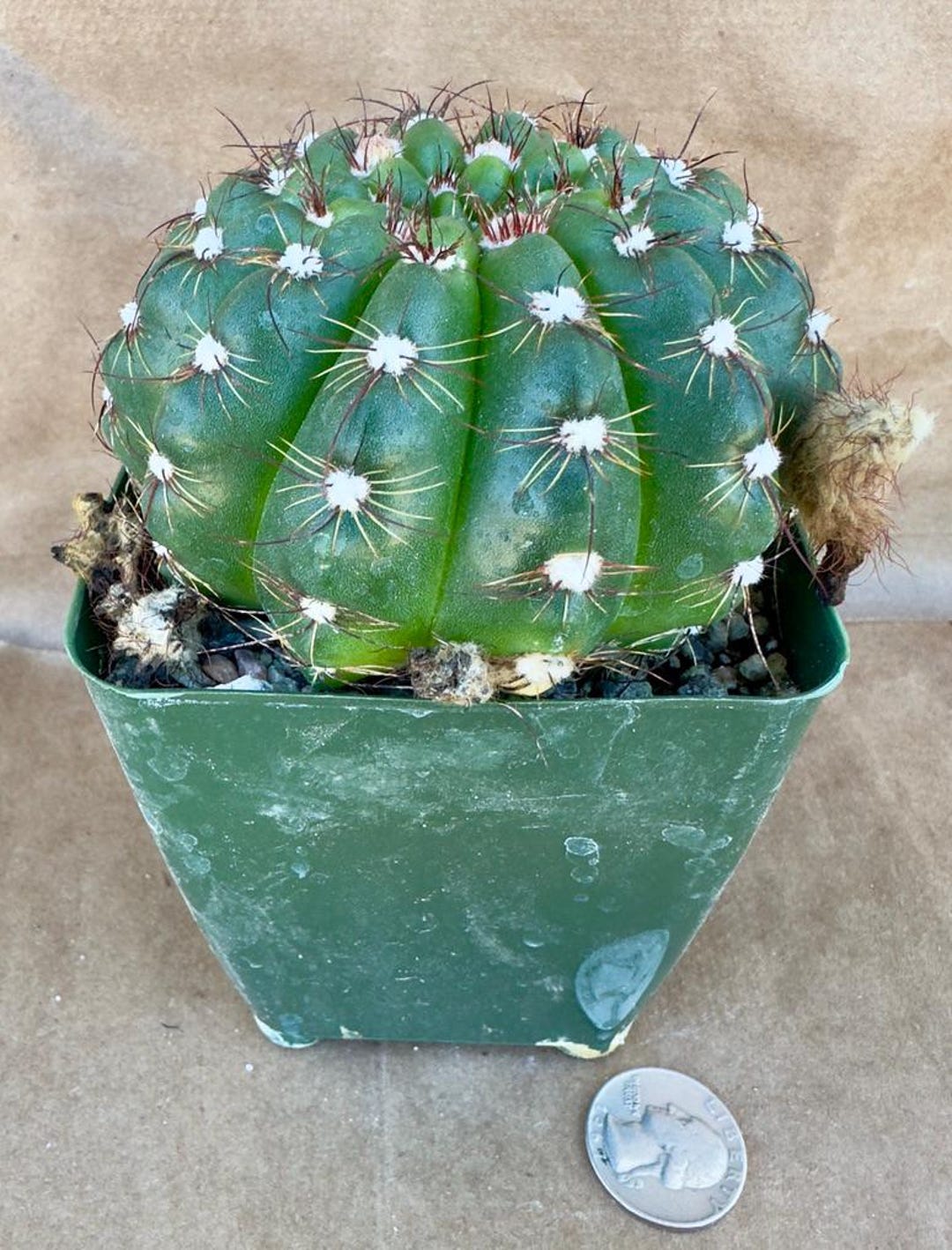 Notocactus Militaris - Parodia Ottonis - Etsy