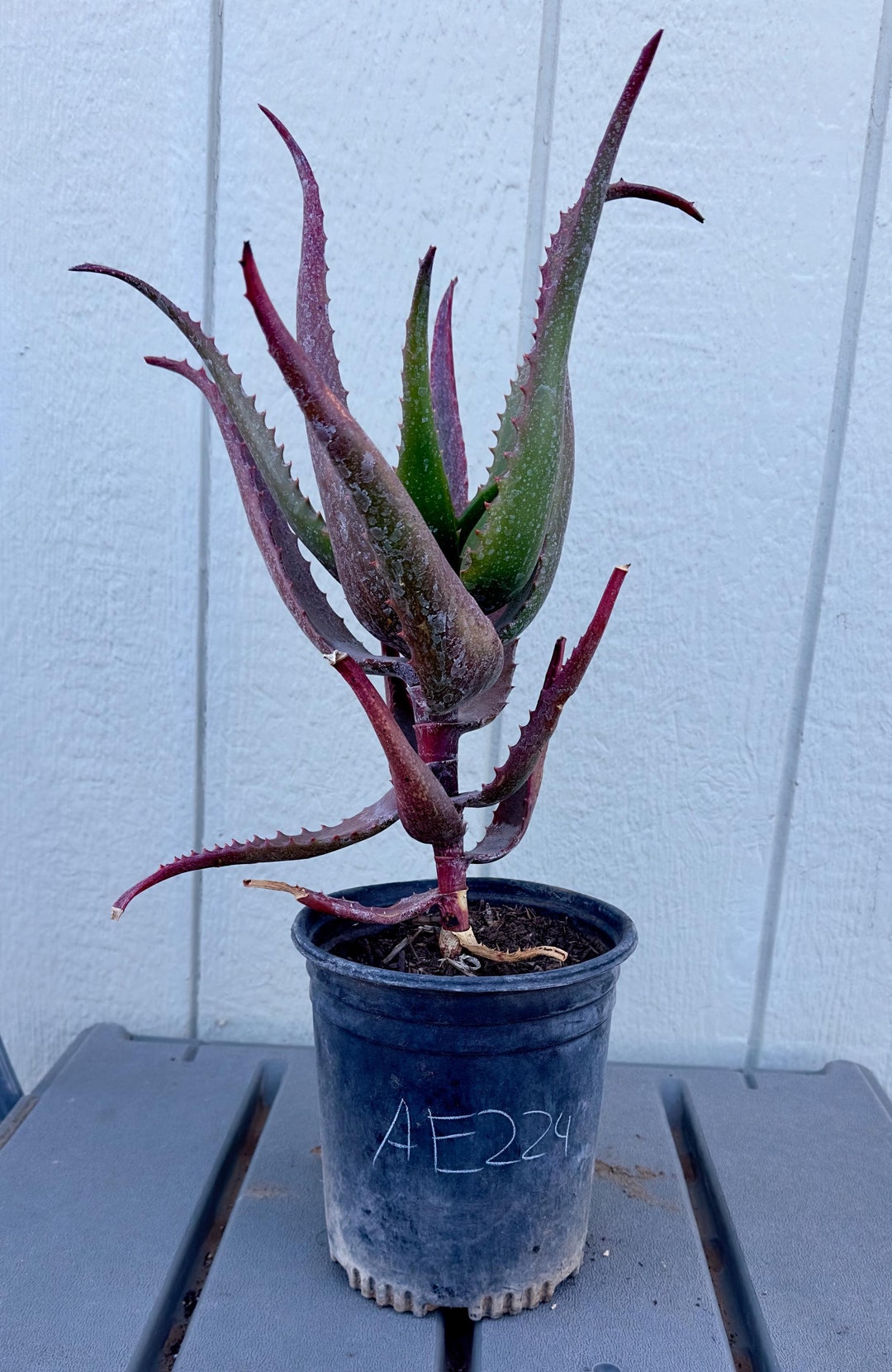 Aloe Cameroni AE224 - Etsy