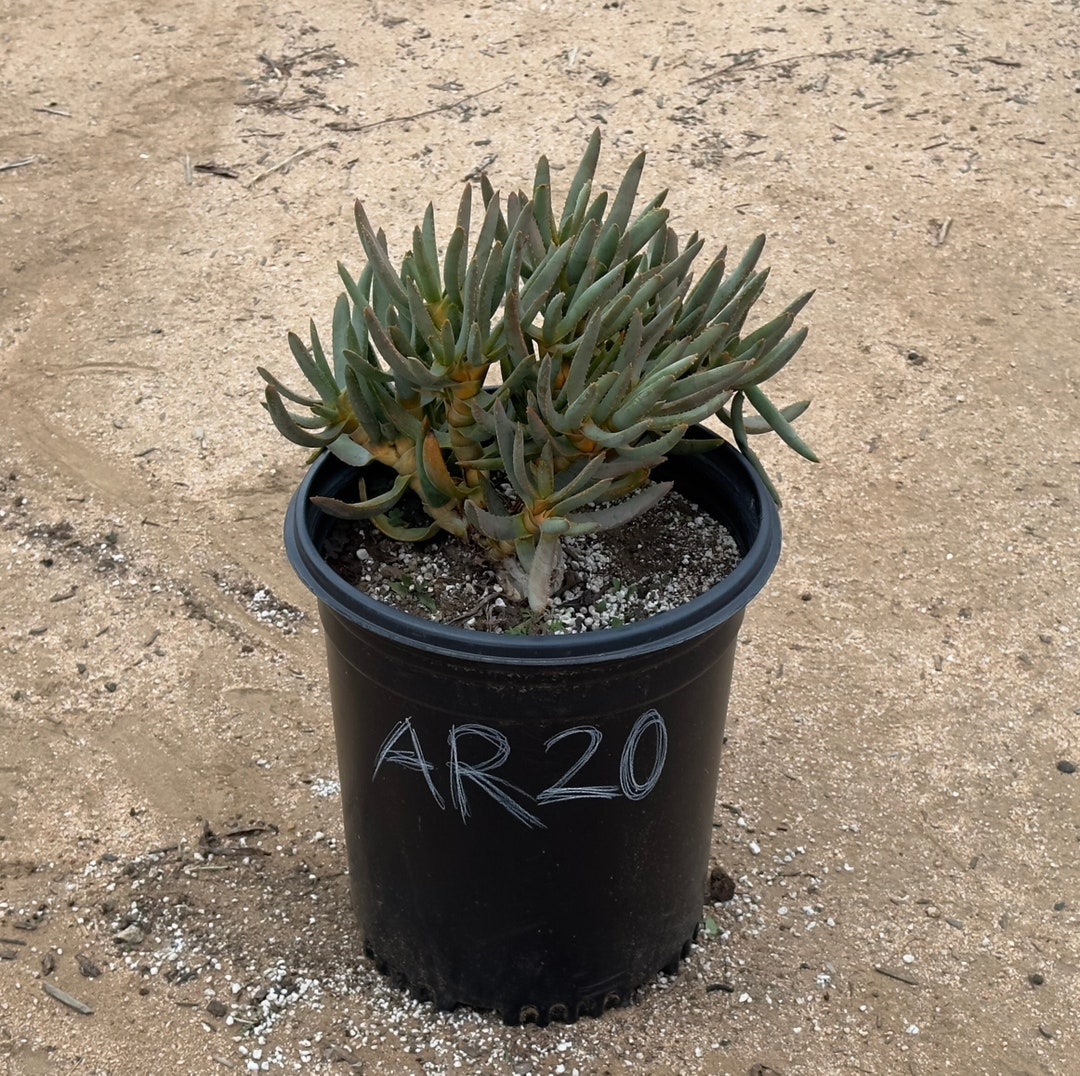 Aloe Ramosissimum Dwarf Form Maiden's Quiver Tree AR20 - Etsy