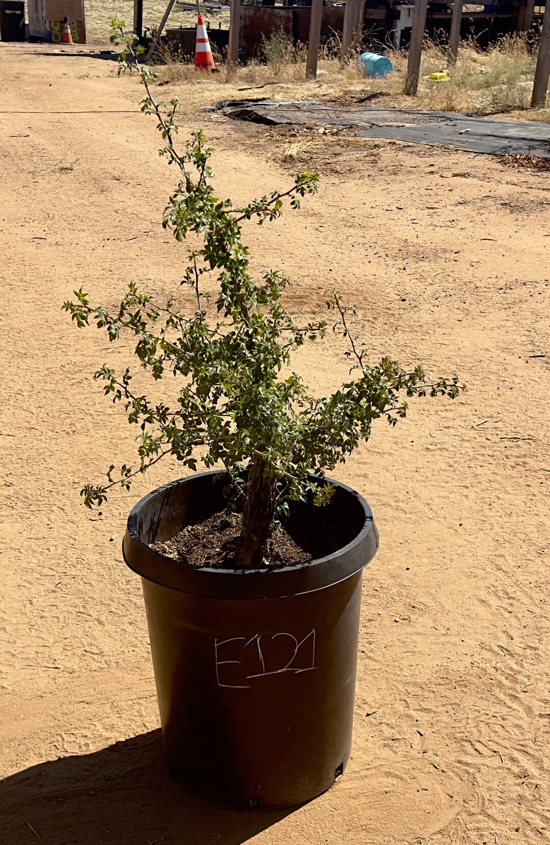 15 Gallon Bursera Fagaroides E121 - Etsy