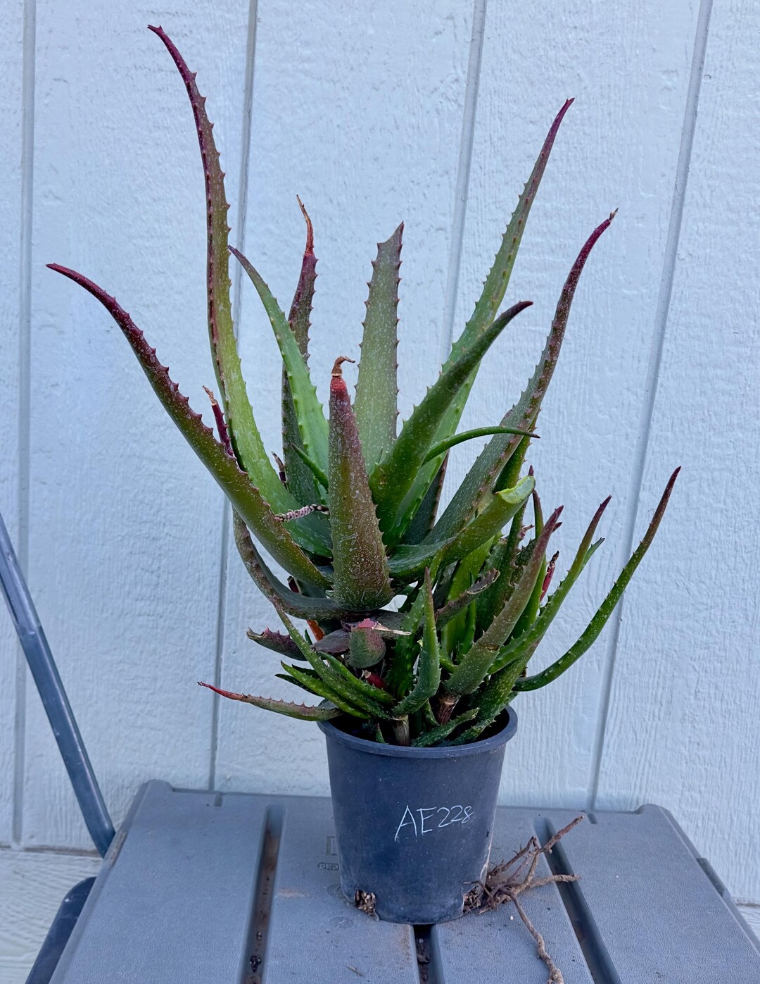 Aloe Cameroni AE228 - Etsy