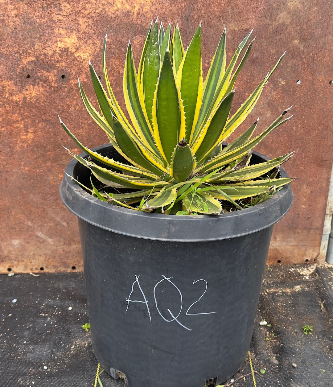 Agave 'quadricolor' Agave Lophantha 'quadricolor' AQ2 - Etsy
