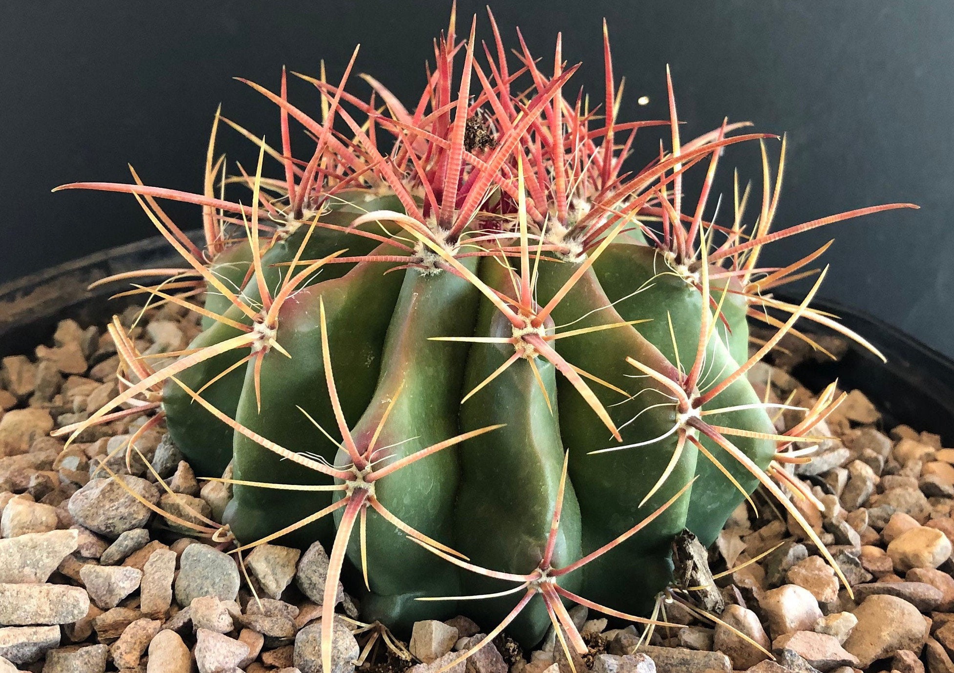 Devils Tongue Barrel Cactus Ferocactus latispinus | Etsy