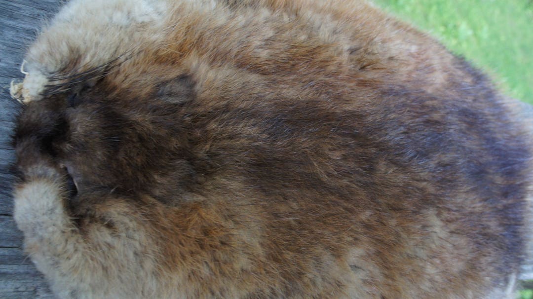 REAL MUSKRAT Muskrat Fur Muskrat Pelt Tanned Pelt Hide - Etsy