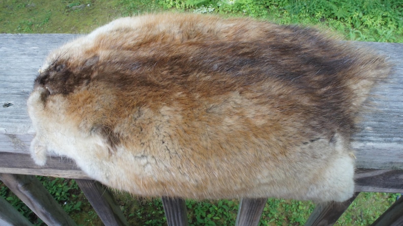 REAL MUSKRAT Muskrat Fur Muskrat Pelt Tanned Pelt Hide - Etsy Canada