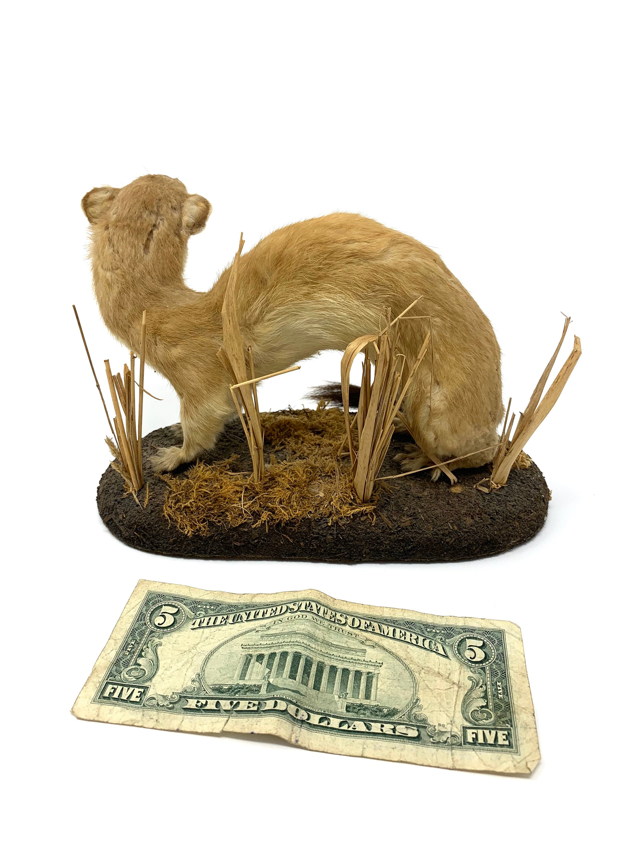 Antique British Taxidermy Stoat - Etsy