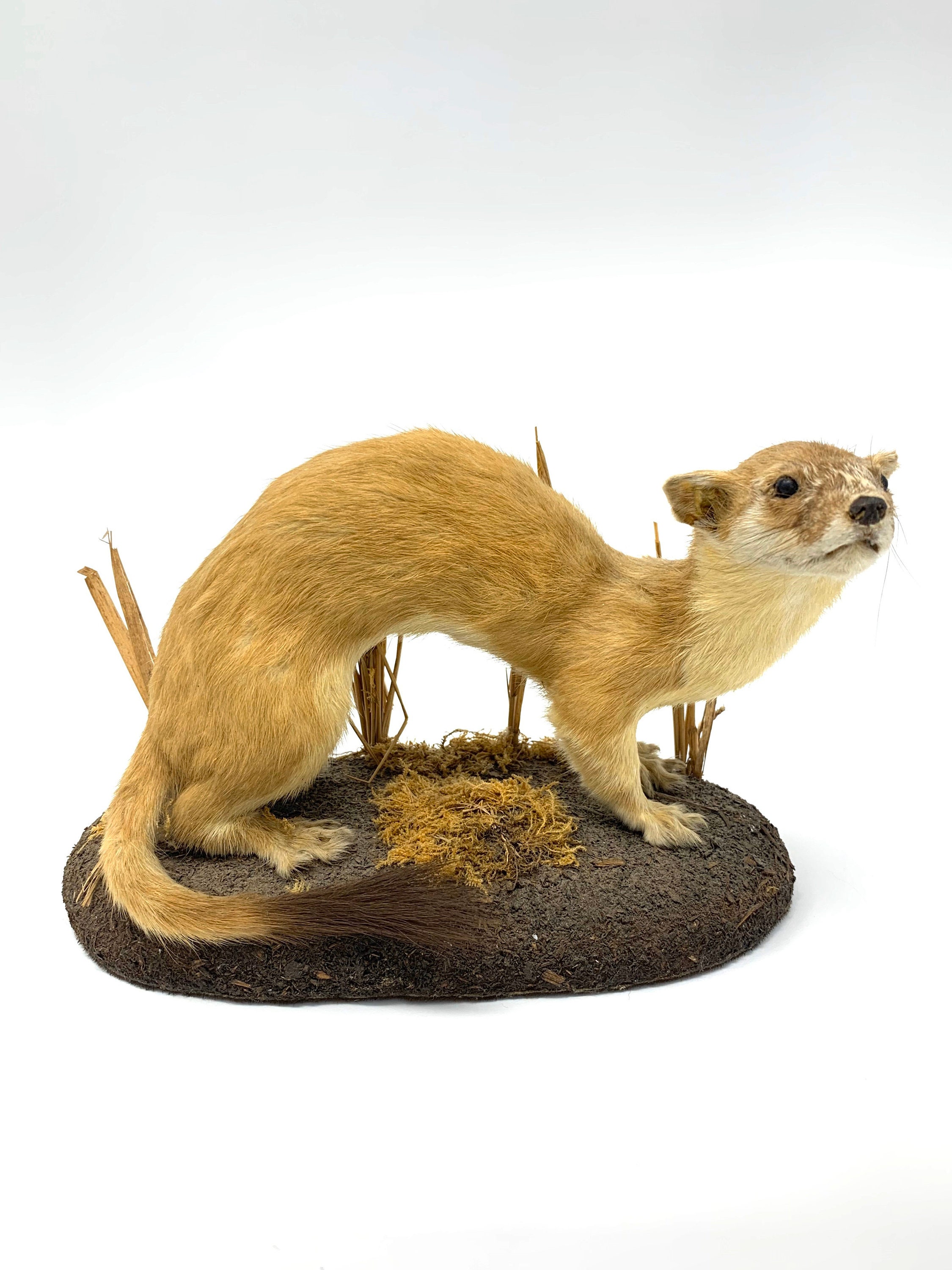 Antique British Taxidermy Stoat - Etsy