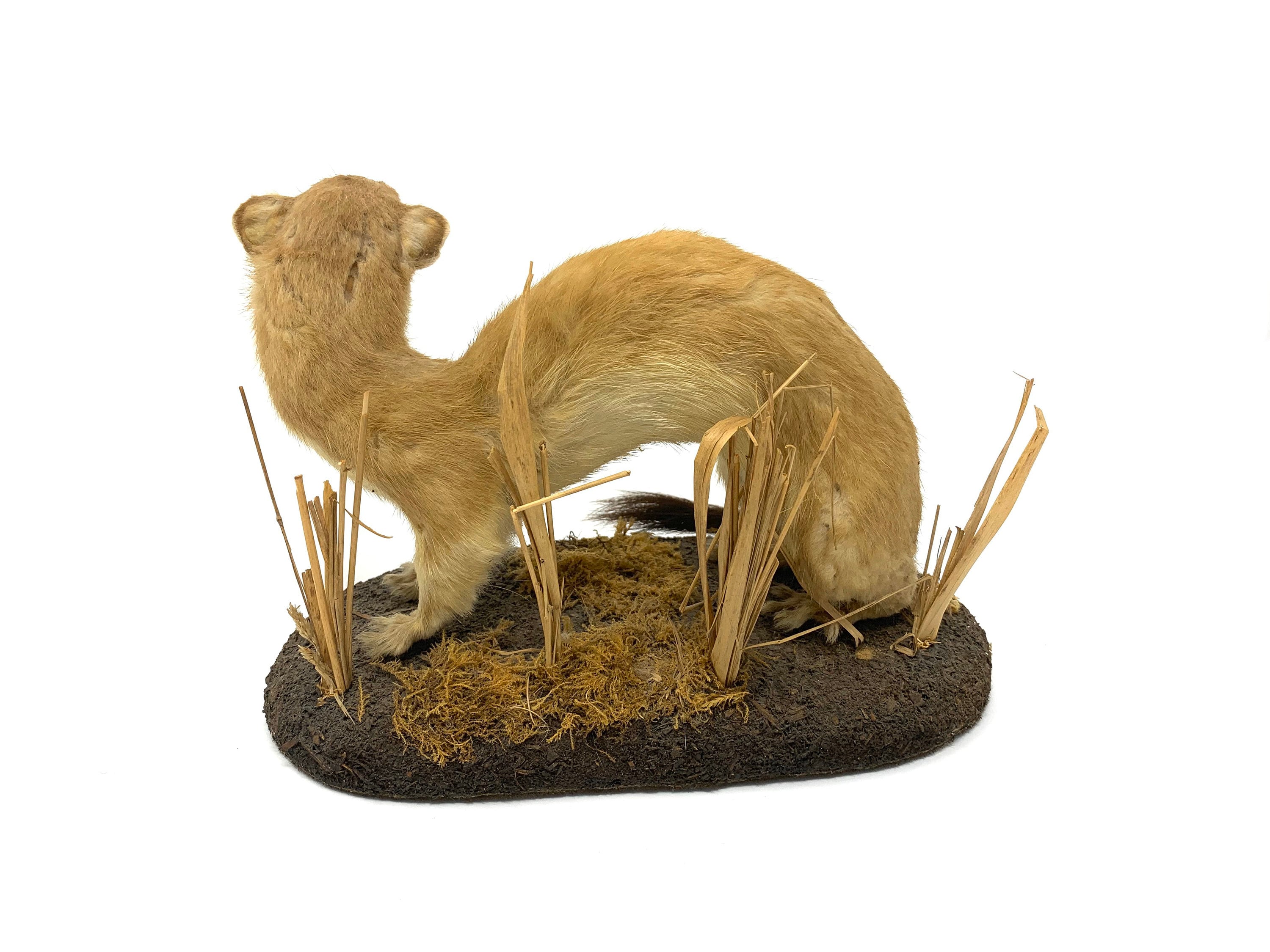 Antique British Taxidermy Stoat - Etsy