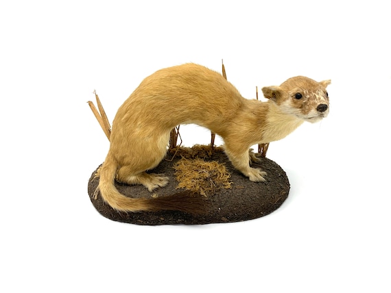 Antique British Taxidermy Stoat | Etsy