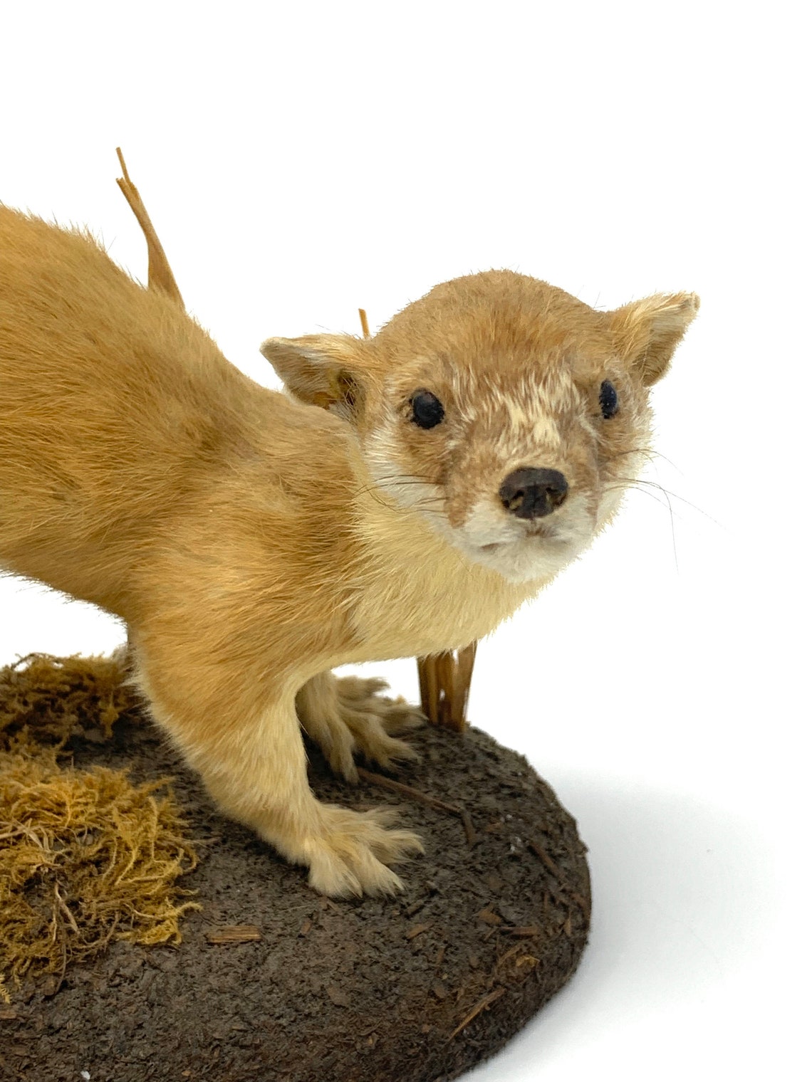 Antique British Taxidermy Stoat - Etsy