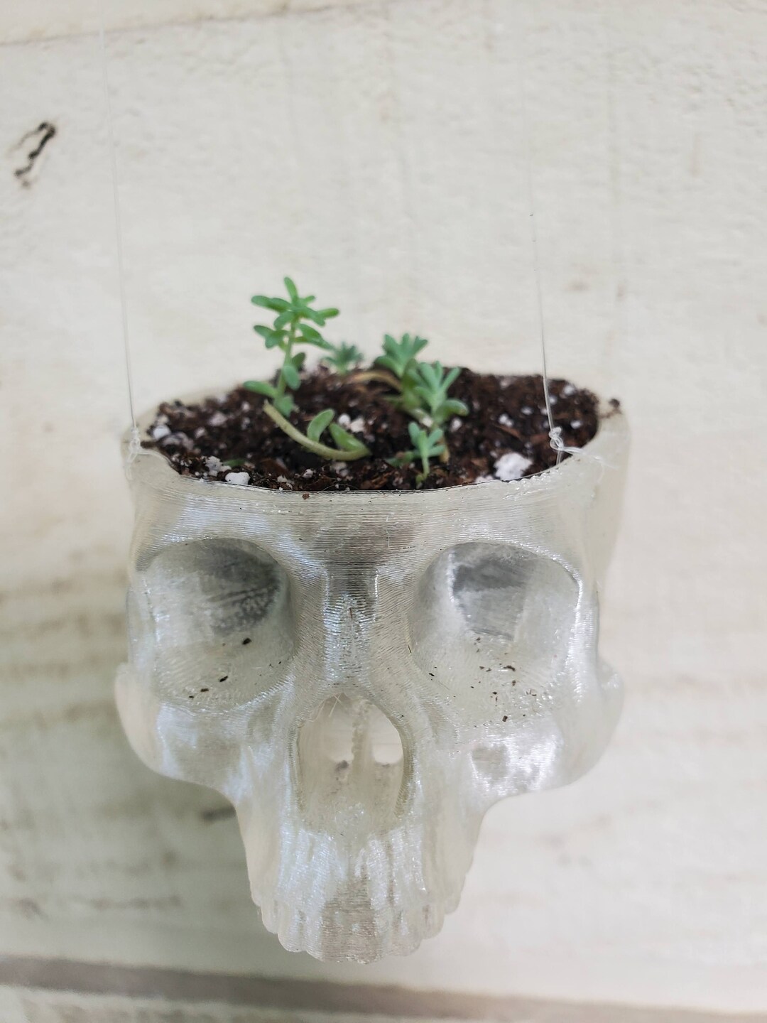 Mini Hanging Skull Planter - Etsy