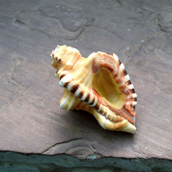 Shell Pipe - Etsy