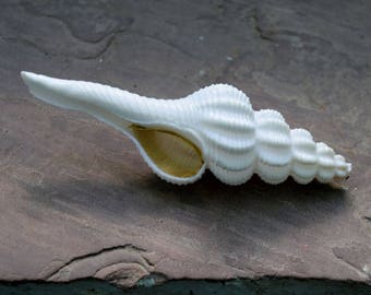 Shell Pipe - Etsy