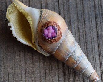 Conch Smoking Pipe - Etsy