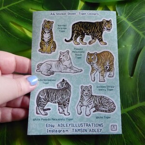 A6 Tiger Colours Sticker Sheet - Etsy