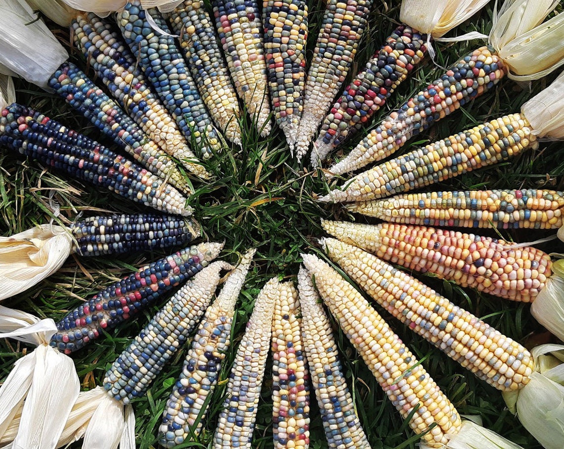 Ancient Corn Collection - Etsy Canada