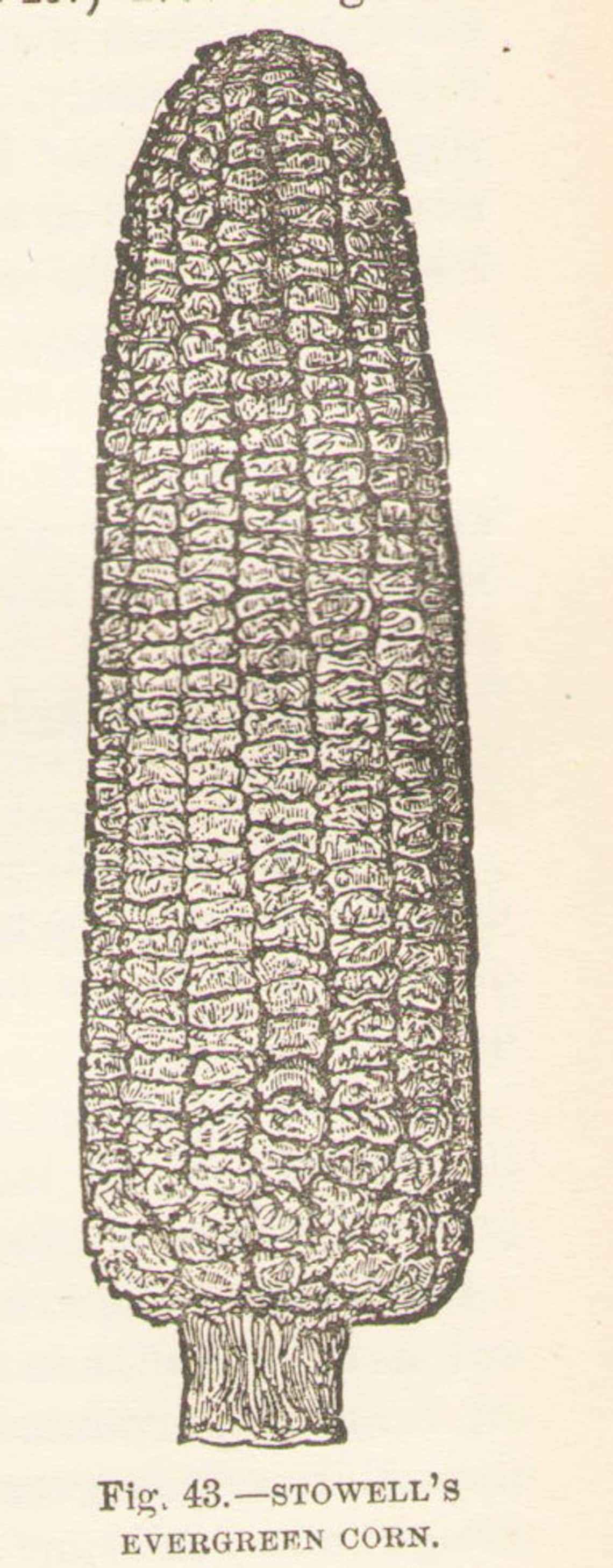 Ancient Corn Collection - Etsy Canada