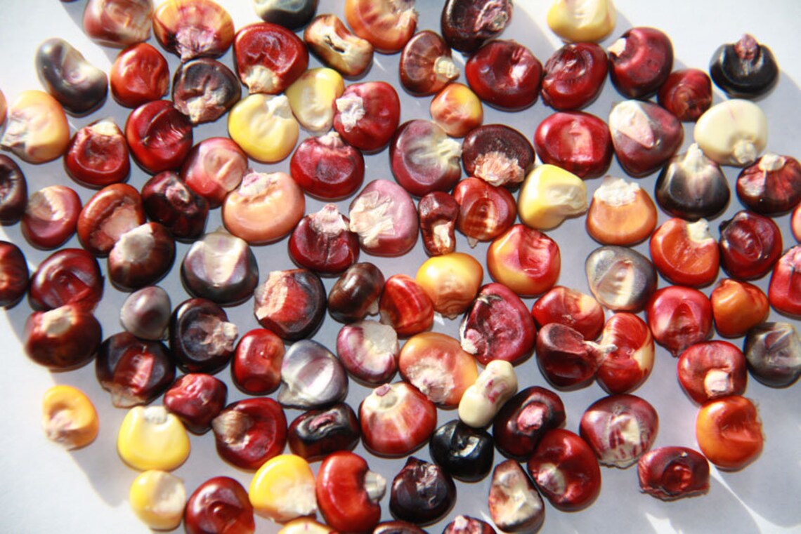 Ancient Corn Collection - Etsy Canada