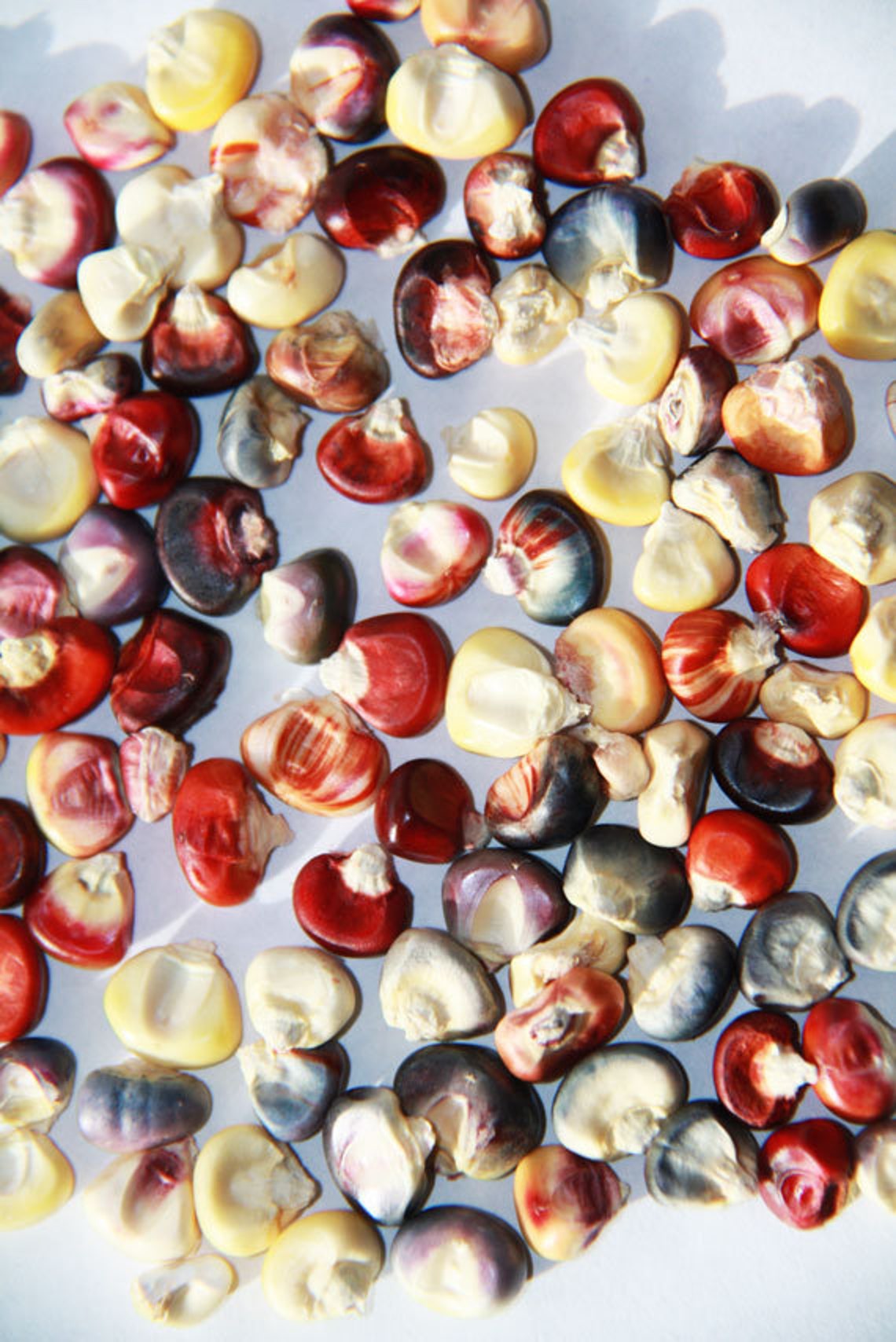 Ancient Corn Collection | Etsy