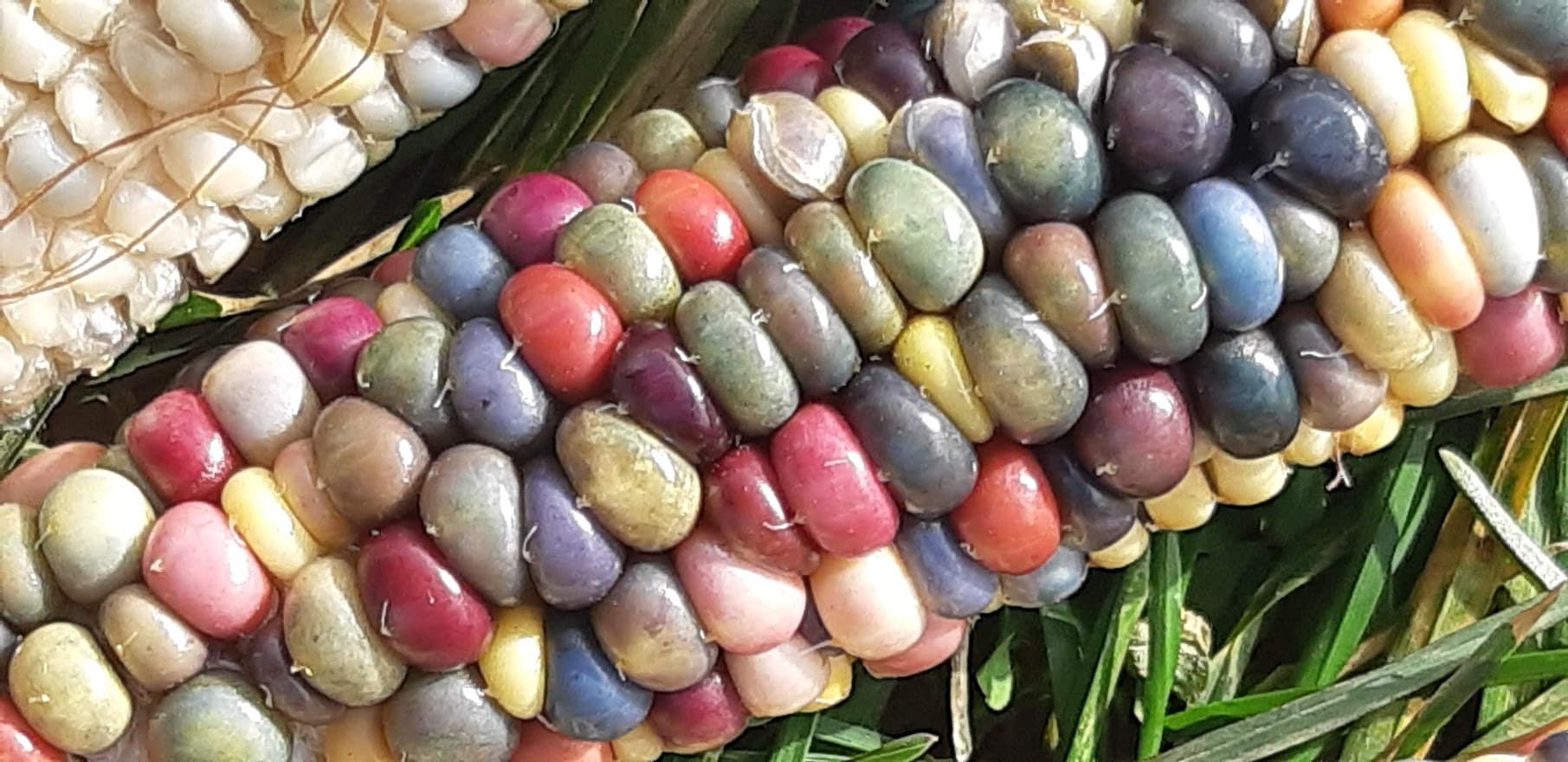 Ancient Corn Collection - Etsy Canada