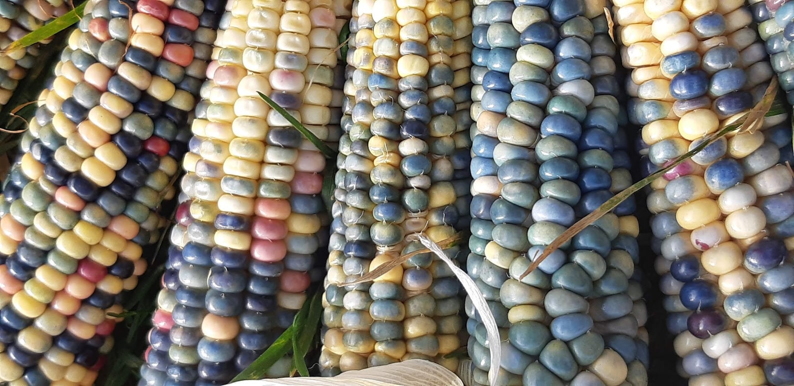 Ancient Corn Collection - Etsy Canada