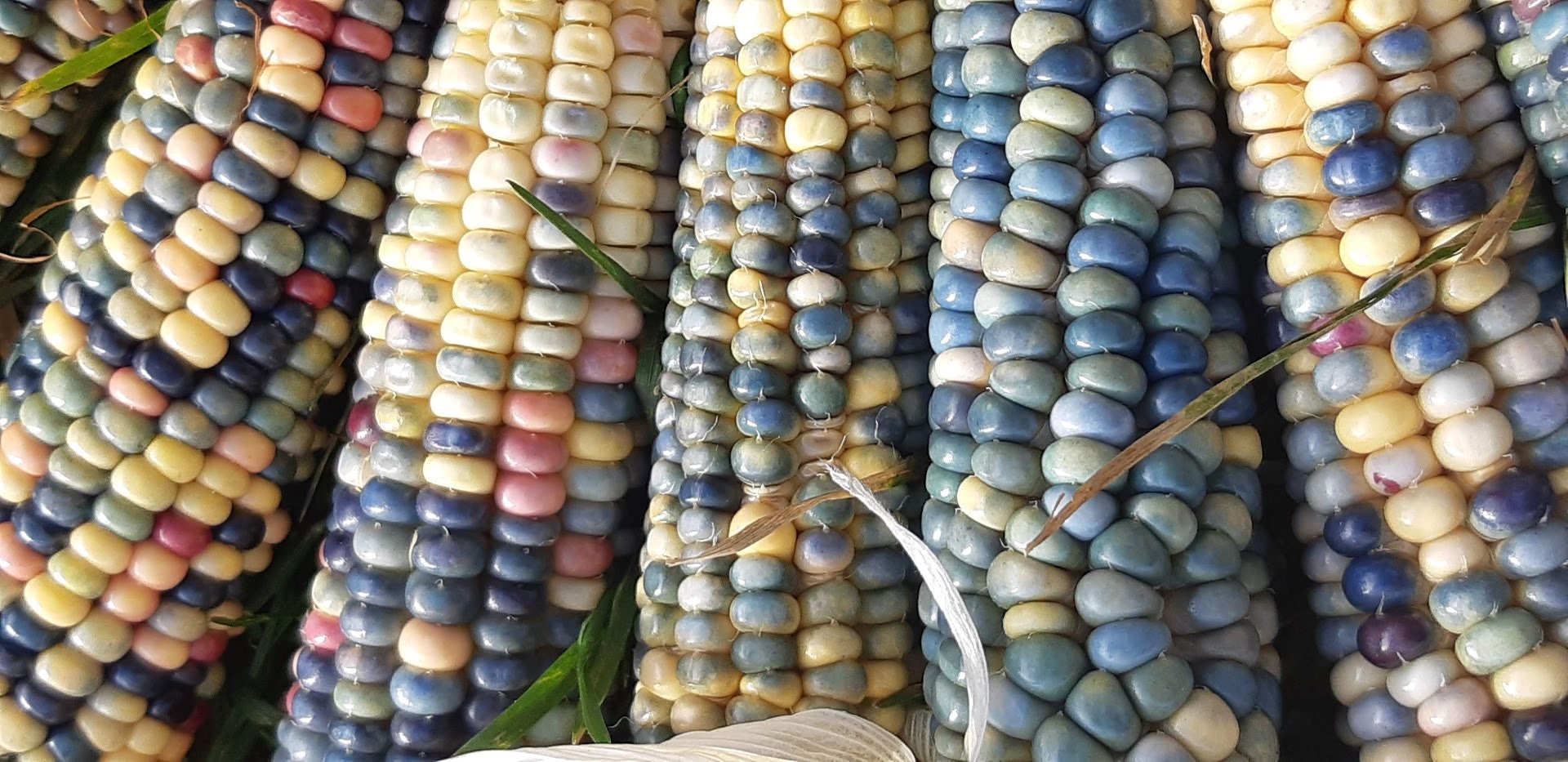 Ancient Corn Collection - Etsy Canada