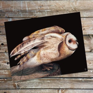Barn Owl Original Art Print Set of Three - Etsy