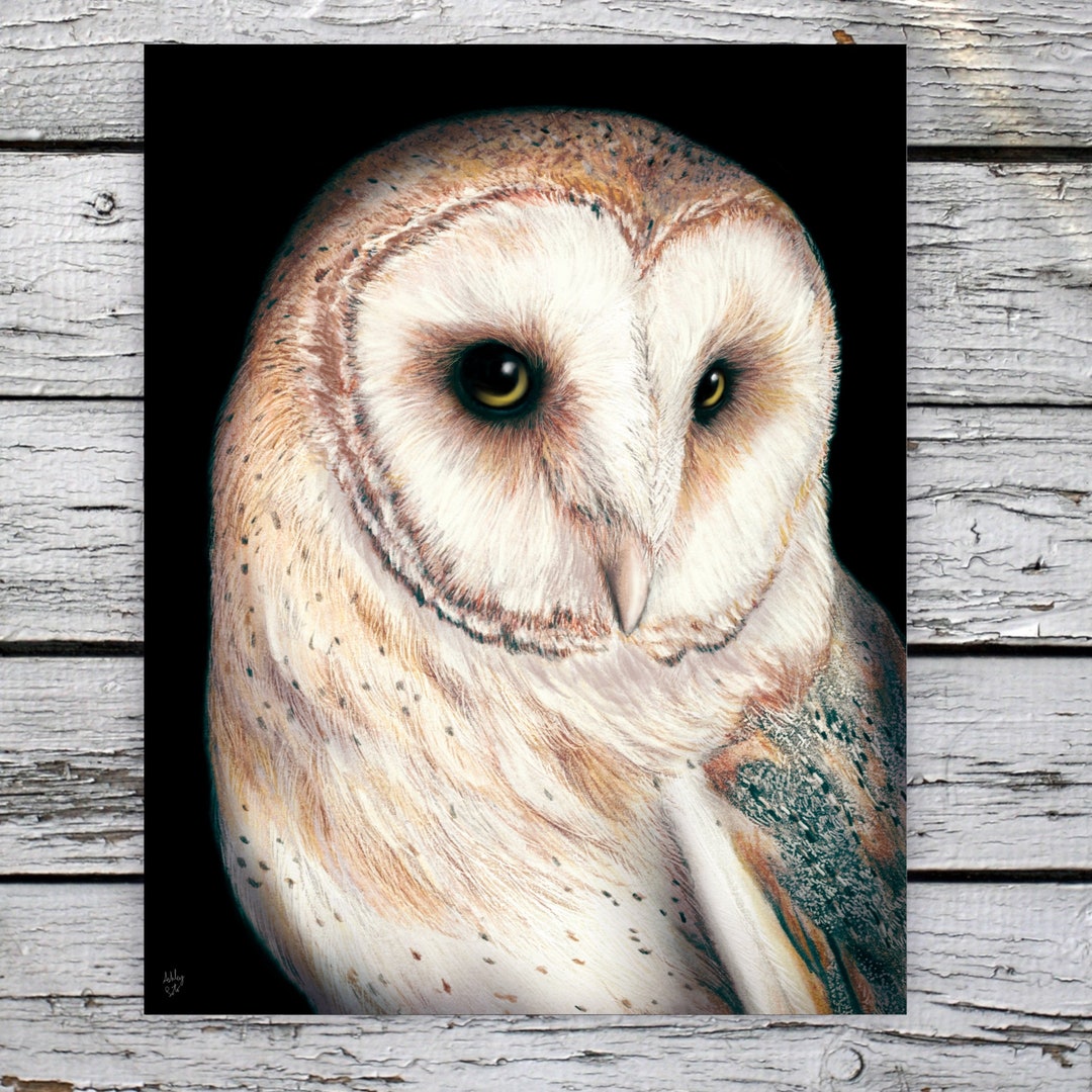 Barn Owl Art Print: Realistic Colored Pencil Drawing, Wildlife Nursery ...