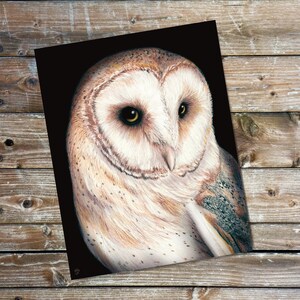 Barn Owl Original Art Print Set of Three - Etsy