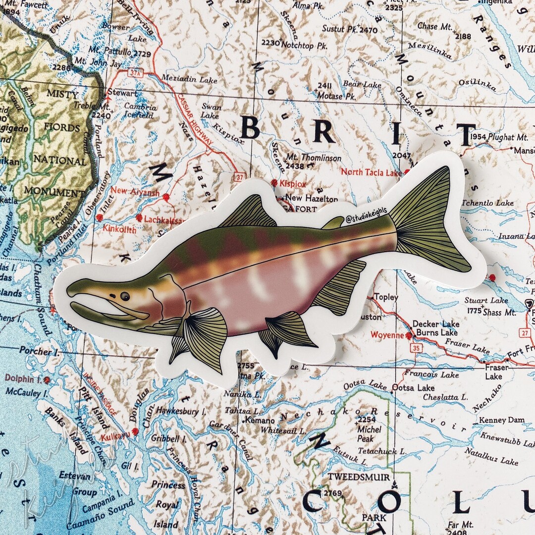 Chum Salmon Sticker | Vinyl Sticker | Fish Sticker | Laptop Sticker ...