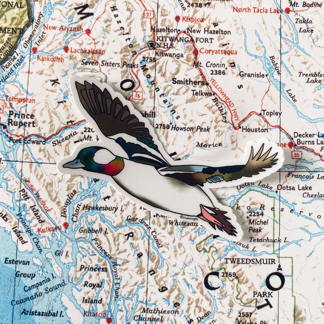 Bufflehead Drake Sticker Vinyl Sticker Duck Sticker Laptop Sticker ...