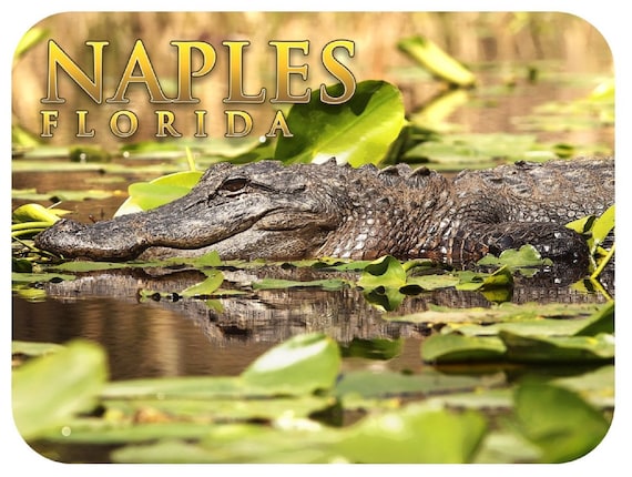 Naples Florida Alligator