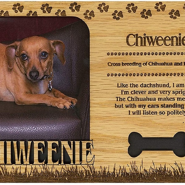 Chiweenie - Etsy