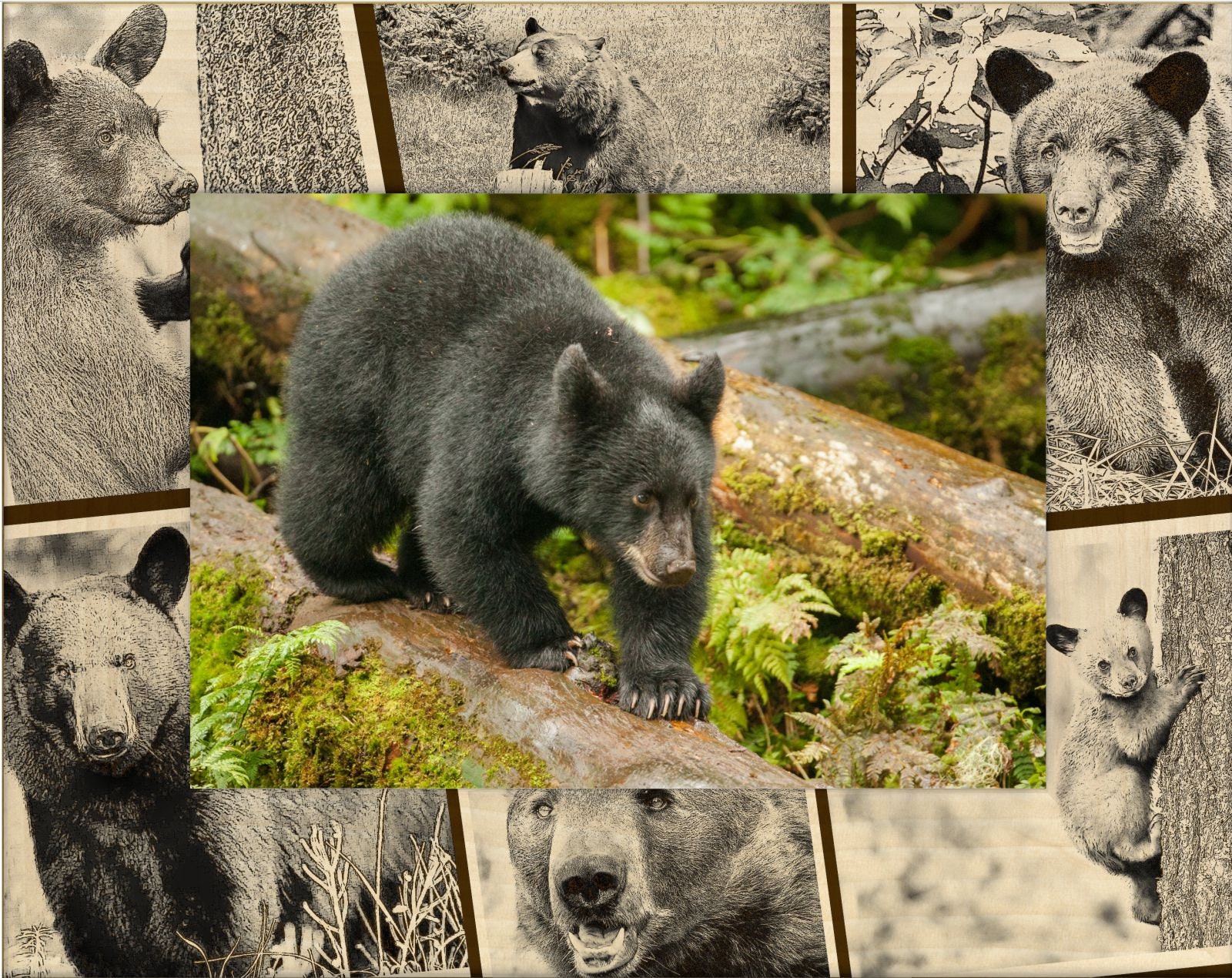 Black Bear Laser Engraved Wood Picture Frame - Etsy