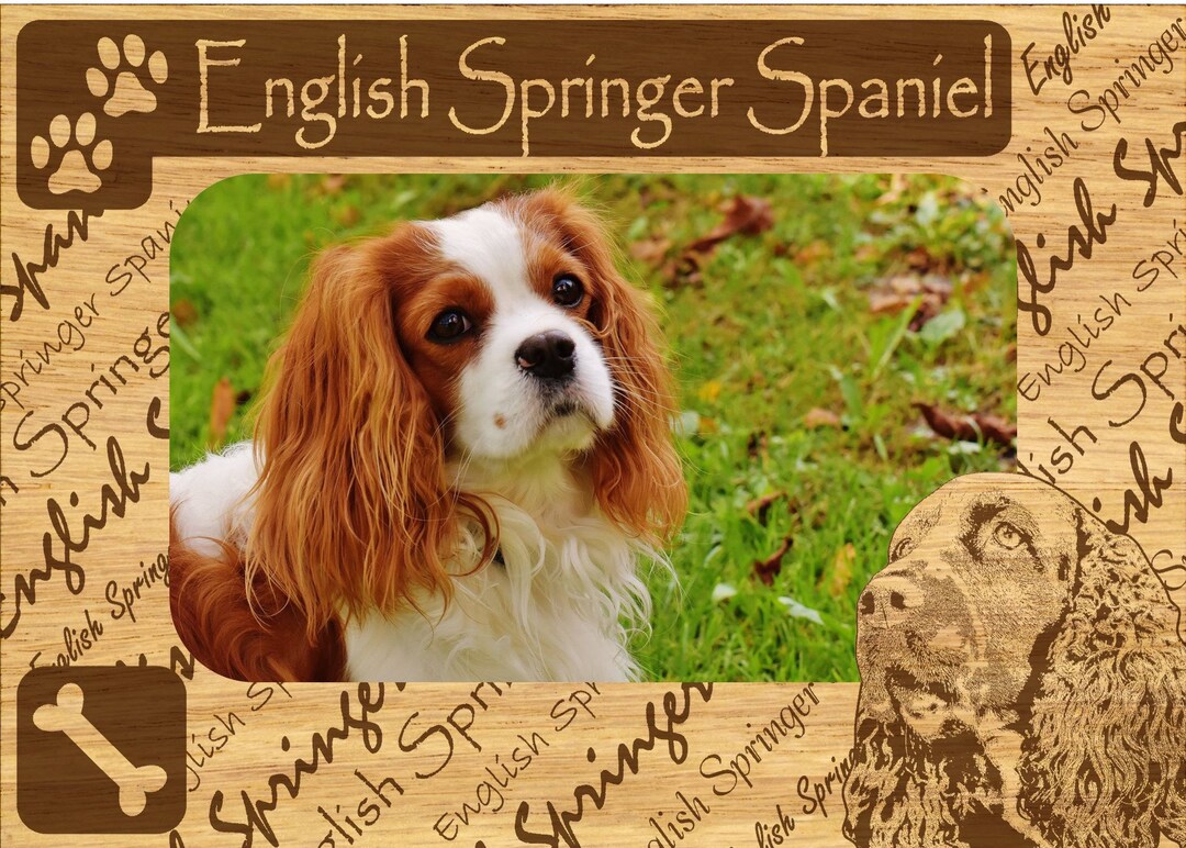 English Springer Spaniel W Paws Engraved Wood Picture Frame Magnet - Etsy