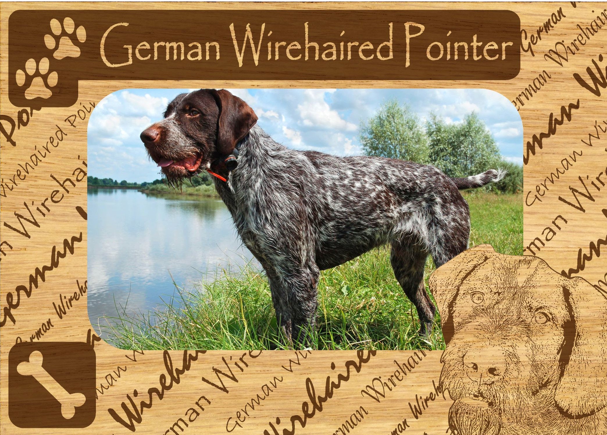German Wirehaired Pointer Mix