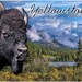 Yellowstone National Park With Bison Fridge Magnet - Etsy