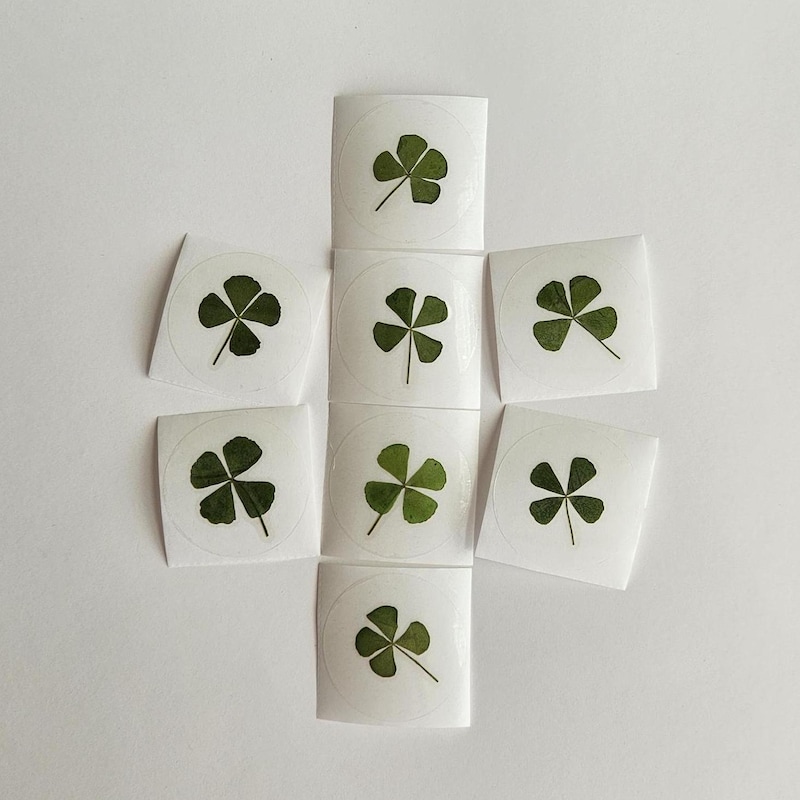 Real Four Leaf Clover Set - Etsy