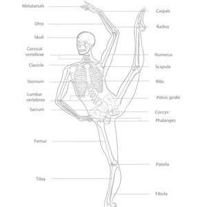 En Pointe Anatomy - Ballet Coloring Book for Beginners - Etsy