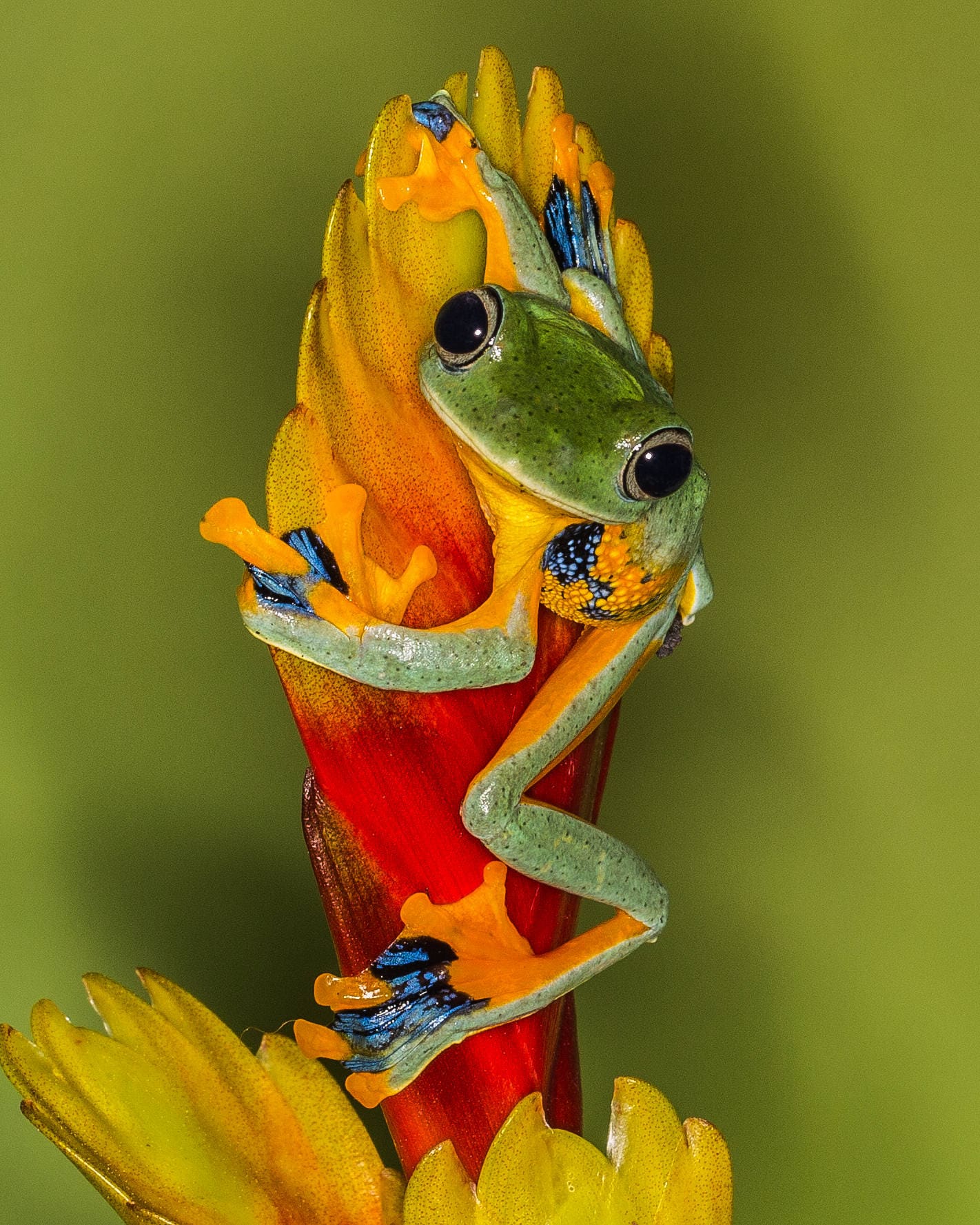 Frog on A Flower Photo Print - Etsy